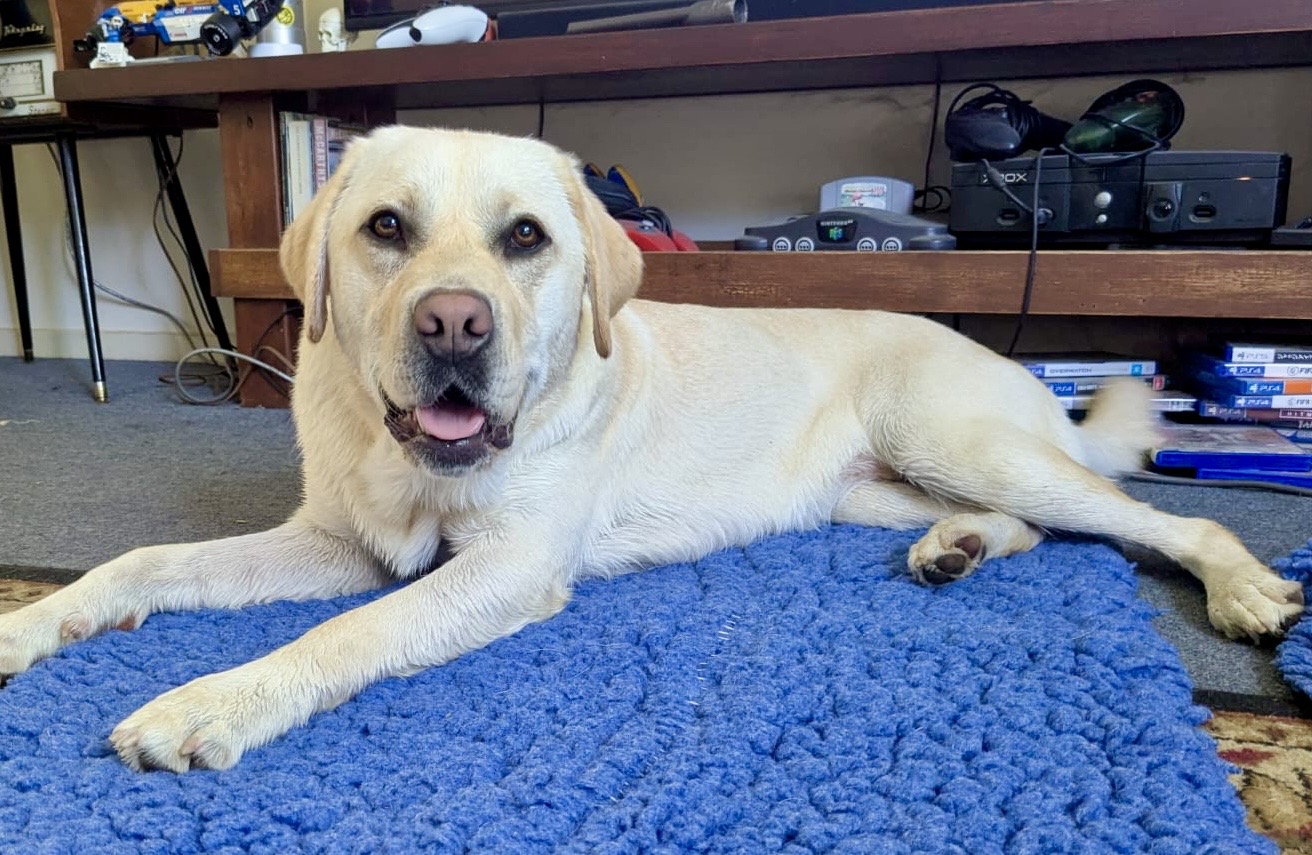 Adopt a career-changed dog: Pebbles (VIC) | Seeing Eye Dogs